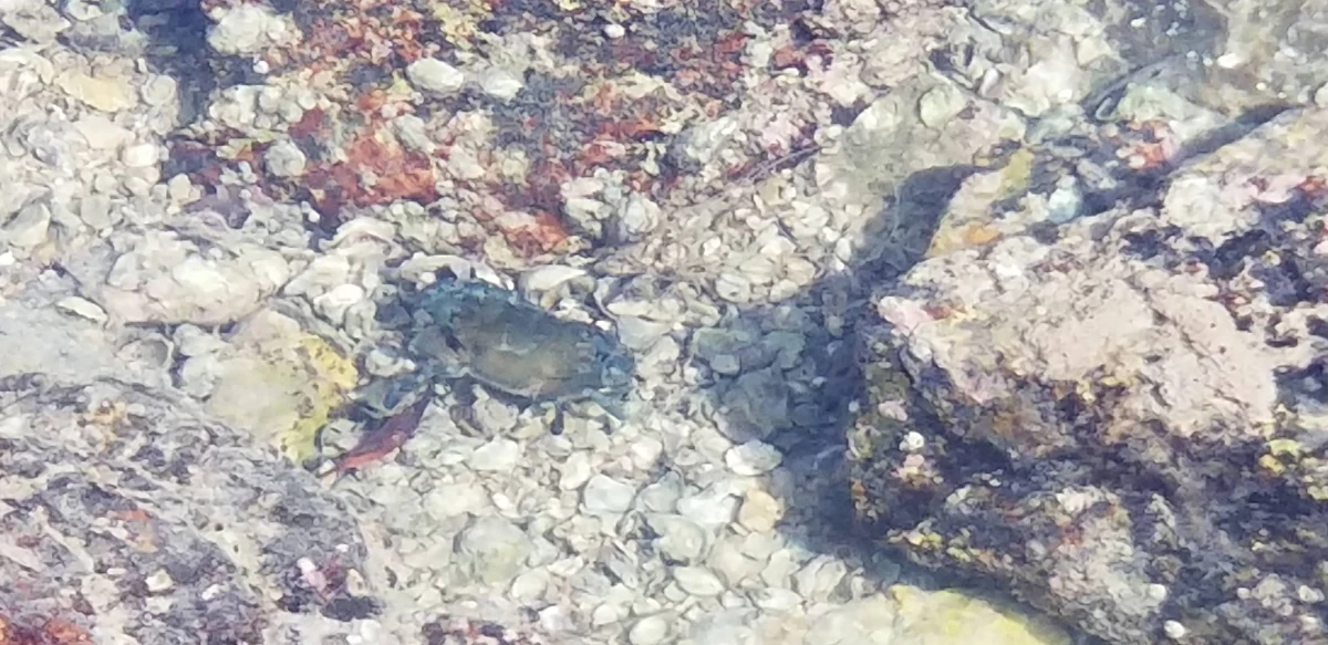 Flower Crab | NatureRules1 Wiki | Fandom