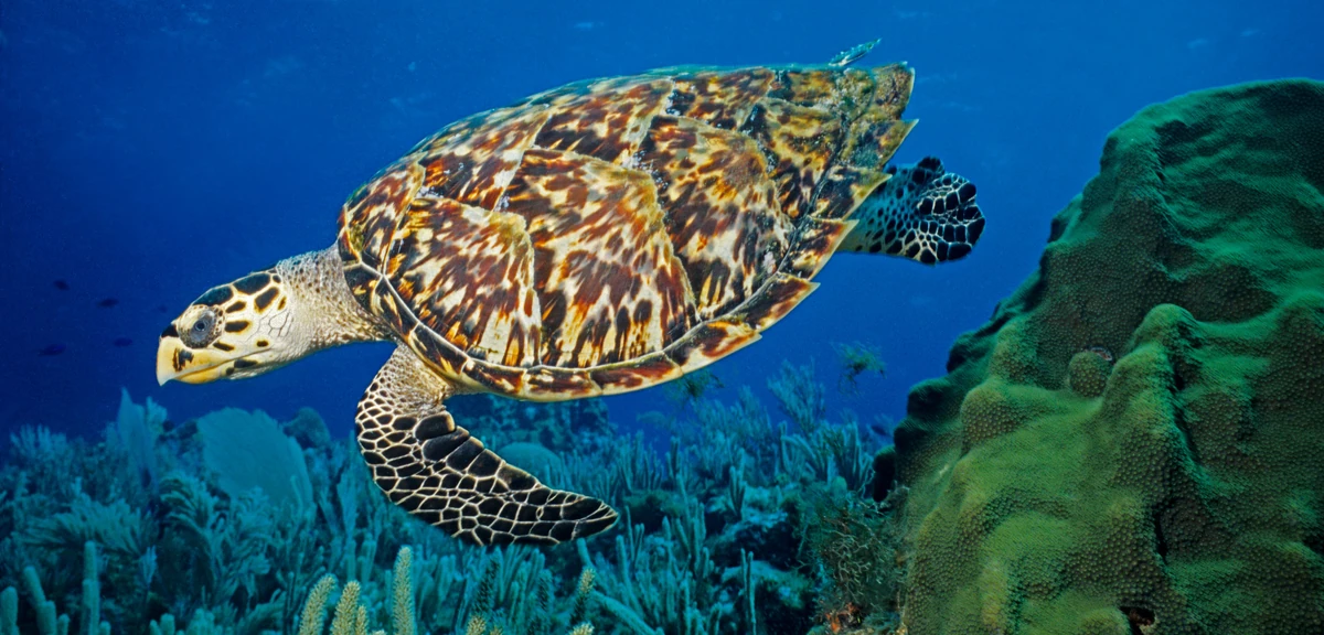 Hawksbill Sea Turtle | NatureRules1 Wiki | Fandom