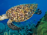 Category:Sea Turtles | NatureRules1 Wiki | Fandom
