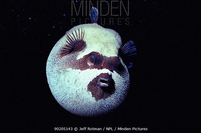 Masked Puffer | NatureRules1 Wiki | Fandom