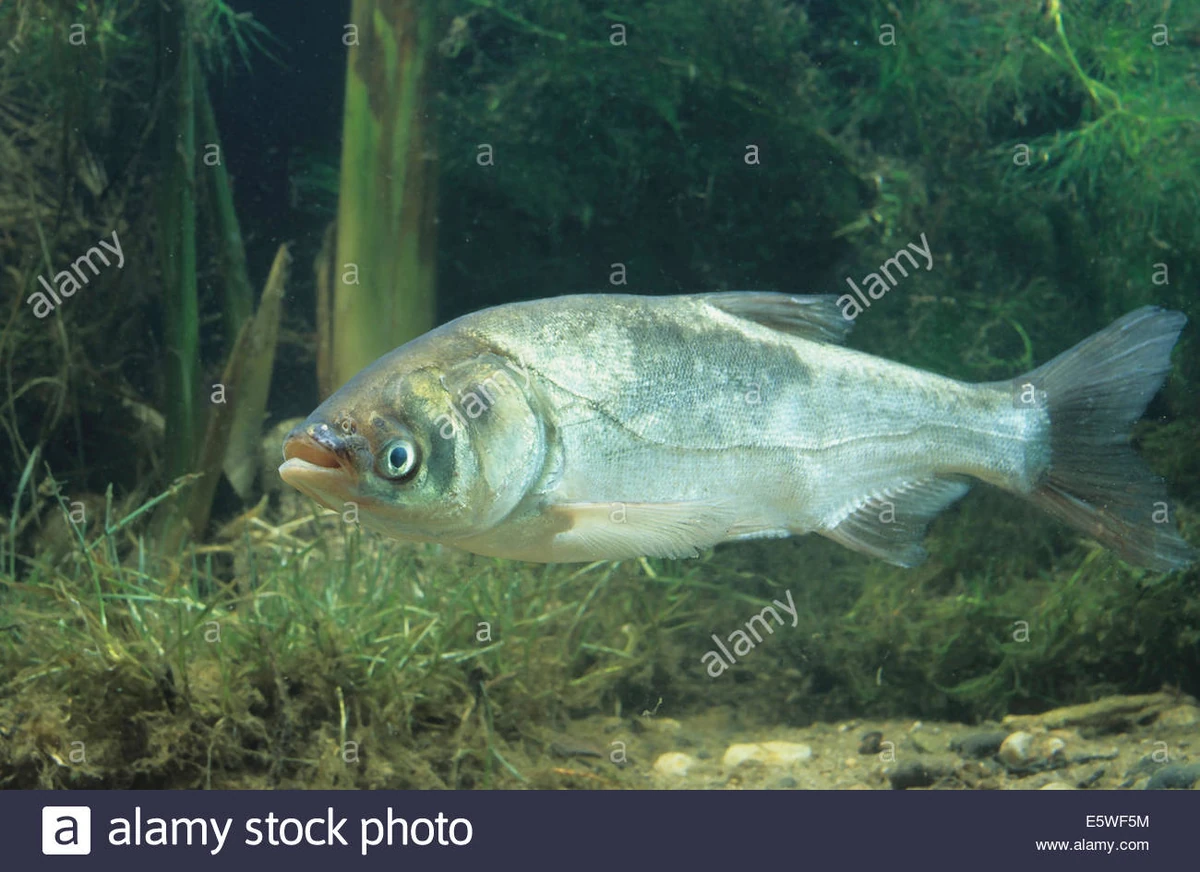 Silver Carp | NatureRules1 Wiki | Fandom