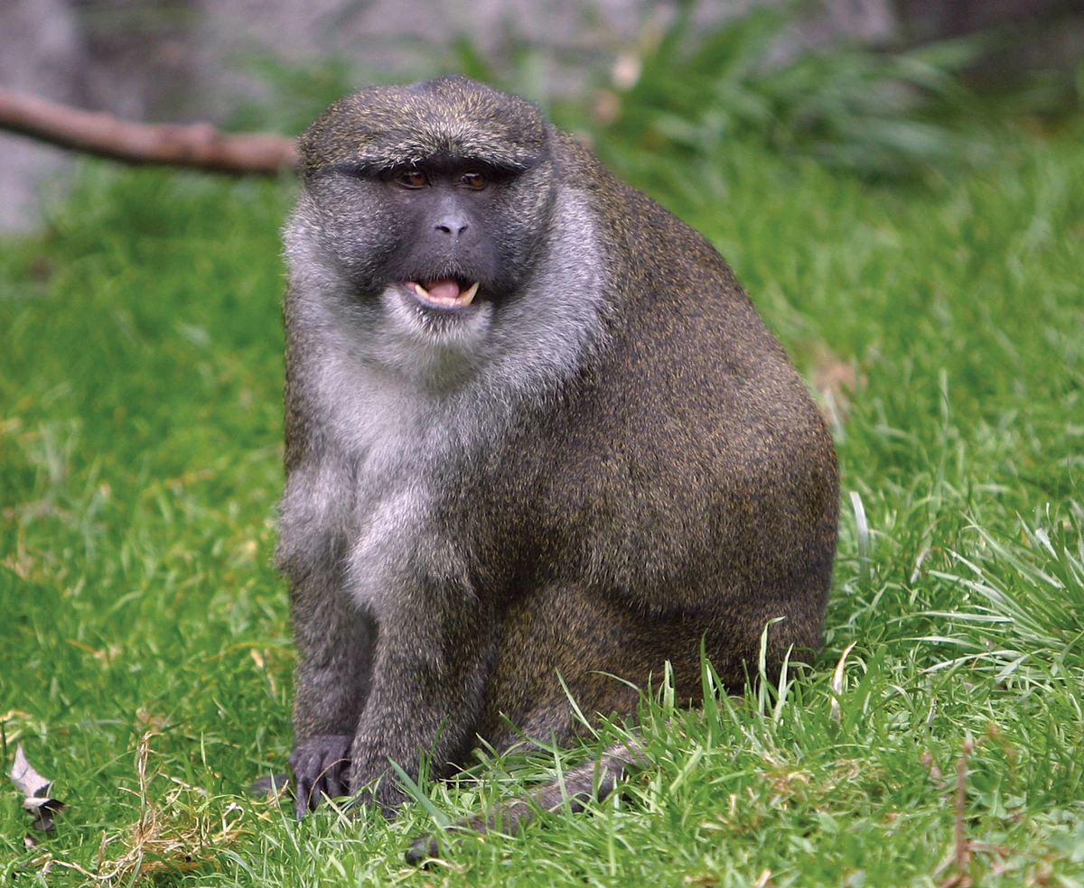 Allen's Swamp Monkey | NatureRules1 Wiki | Fandom