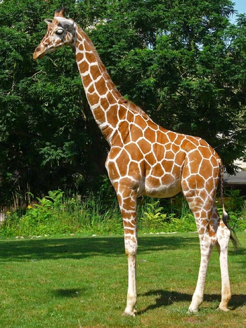 Reticulated Giraffe | NatureRules1 Wiki | Fandom