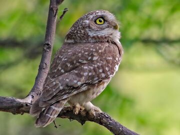 Owlet