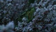 High-casqued Chameleon | NatureRules1 Wiki | Fandom