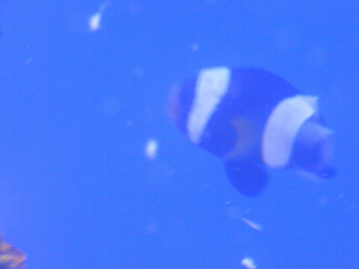 Three-band Anemonefish | NatureRules1 Wiki | Fandom