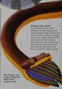 Yellow-Bellied Sea Snake | NatureRules1 Wiki | Fandom
