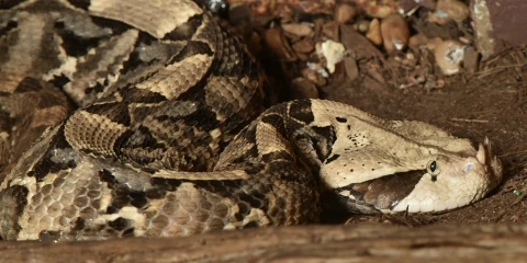 Gaboon Viper | NatureRules1 Wiki | Fandom