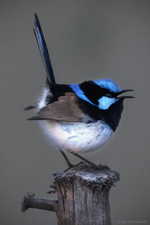 Superb Fairy Wren