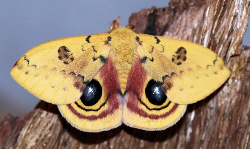 Io Moth | NatureRules1 Wiki | Fandom