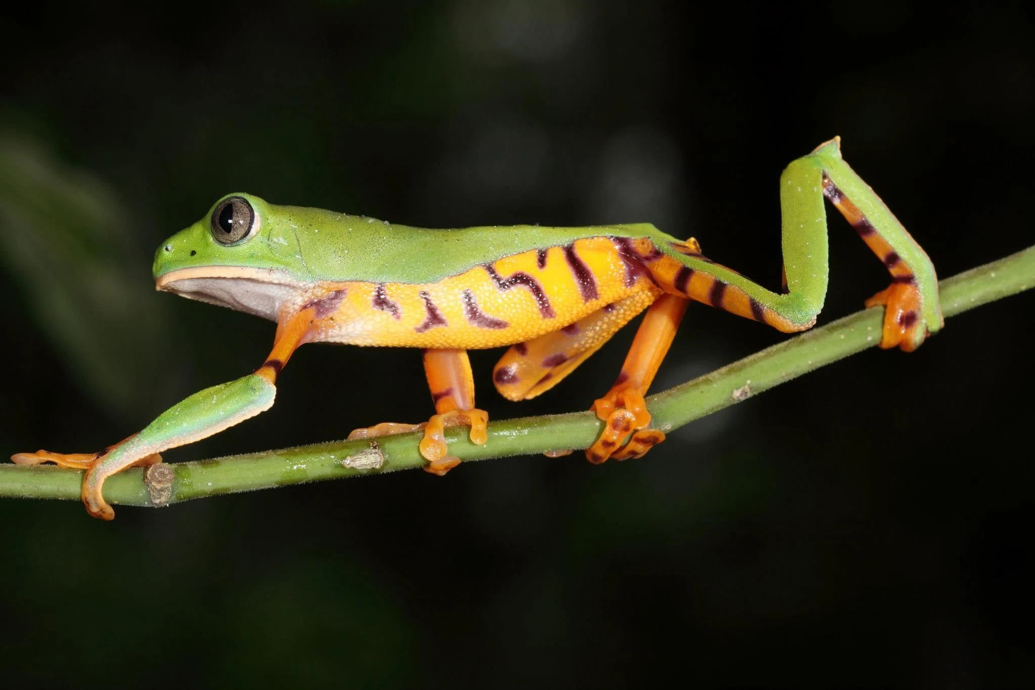 Tiger Striped Tree Frog
