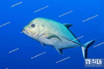 Black Jack Trevally | NatureRules1 Wiki | Fandom