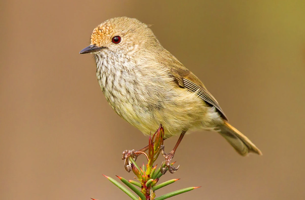 Brown Thornbill | NatureRules1 Wiki | Fandom