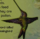 Sword-billed Hummingbird | NatureRules1 Wiki | Fandom