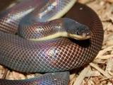Category:Pythons | NatureRules1 Wiki | Fandom