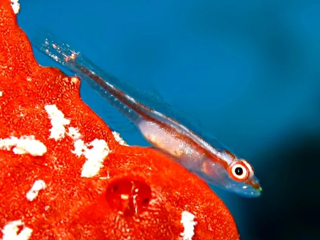 Michel's Ghost Goby | NatureRules1 Wiki | Fandom