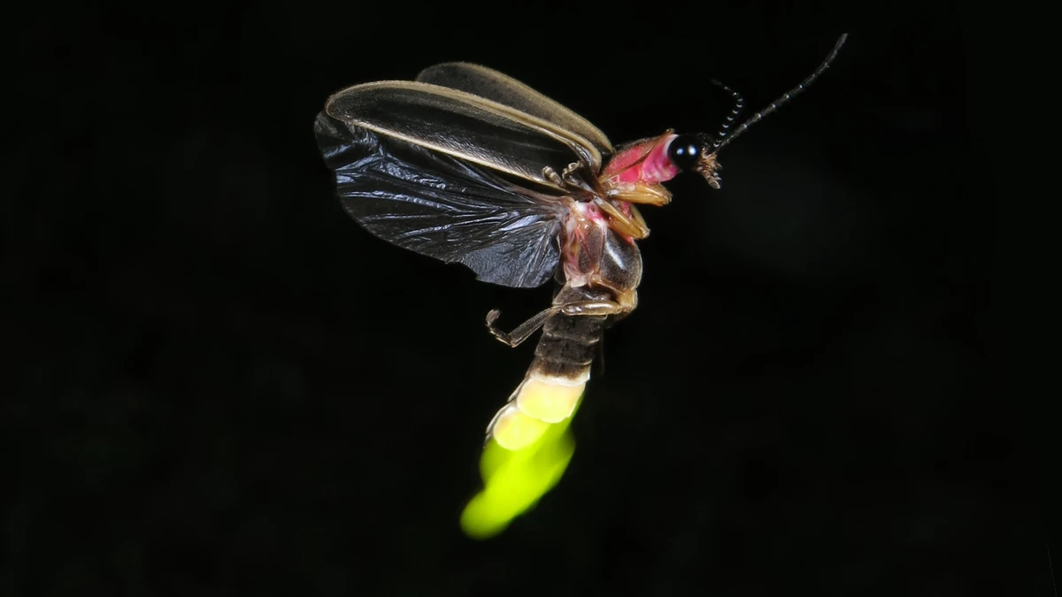 Eastern Firefly | NatureRules1 Wiki | Fandom