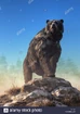 Wild New World | NatureRules1 Wiki | Fandom