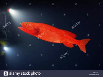 Velvet Whalefish | NatureRules1 Wiki | Fandom