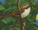 Sichuan Treecreeper | NatureRules1 Wiki | Fandom
