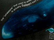 Bowhead Whale | NatureRules1 Wiki | Fandom