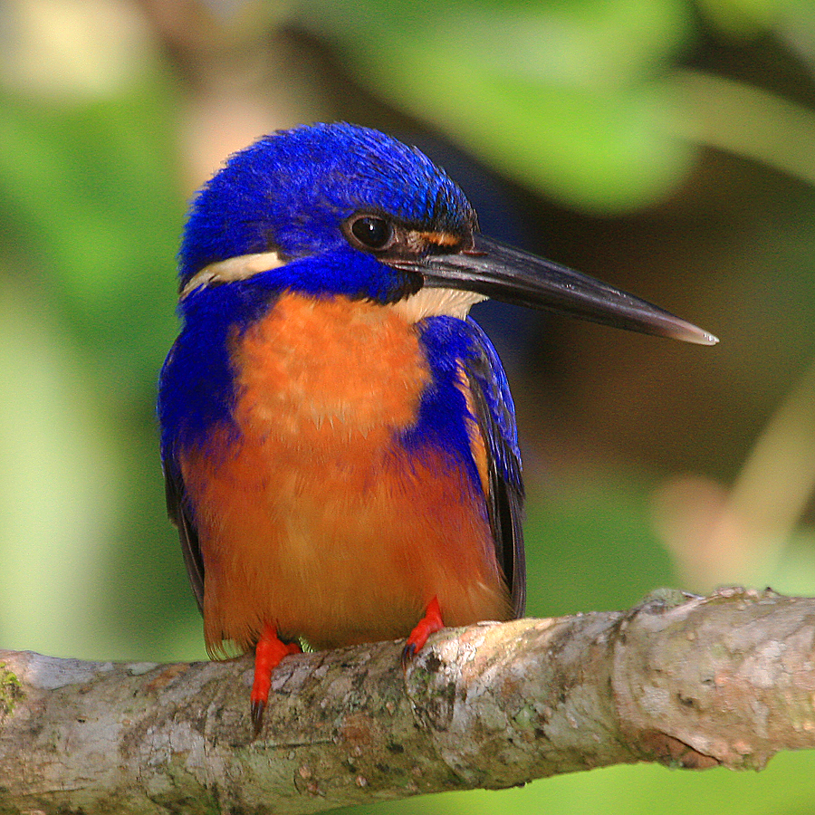 Azure Kingfisher | NatureRules1 Wiki | Fandom