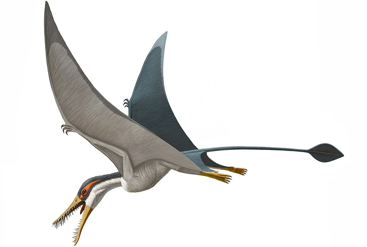 Rhamphorhynchus | NatureRules1 Wiki | Fandom