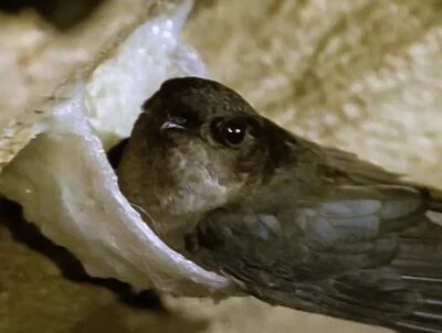 Cave Swiftlet | NatureRules1 Wiki | Fandom