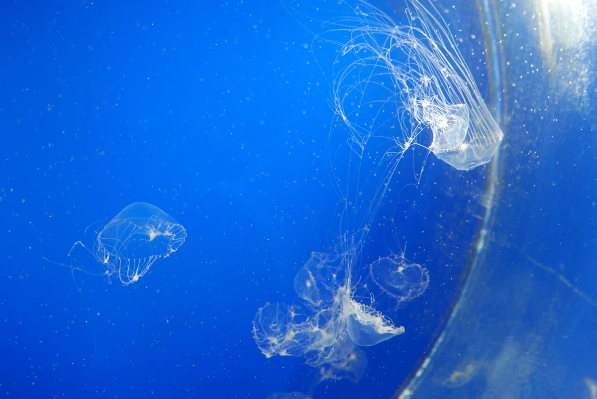 Cross Jellyfish | NatureRules1 Wiki | Fandom