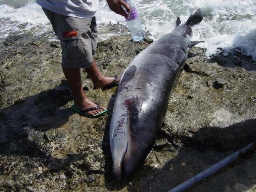 Deraniyagala's Beaked Whale | NatureRules1 Wiki | Fandom