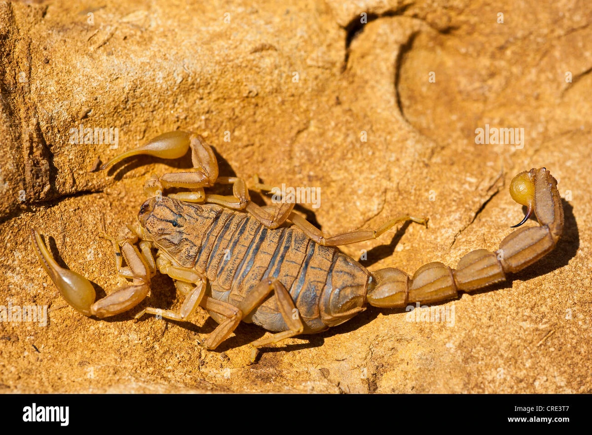 Common Yellow Scorpion | NatureRules1 Wiki | Fandom