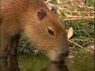 Capybara | NatureRules1 Wiki | Fandom