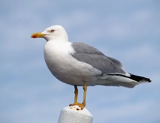 Yellow-legged Gull | NatureRules1 Wiki | Fandom