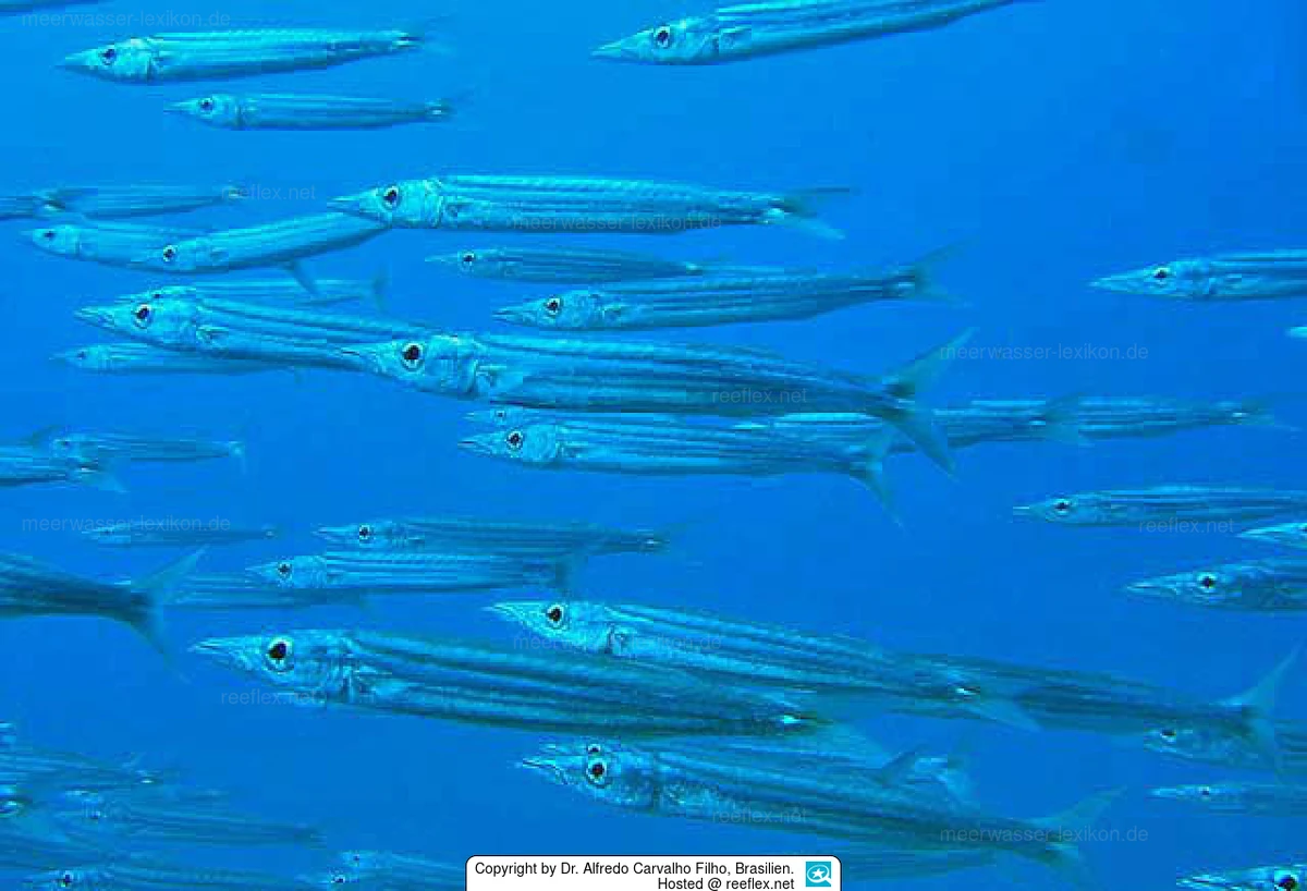 Northern Sennet | NatureRules1 Wiki | Fandom