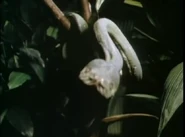 Green Tree Python | NatureRules1 Wiki | Fandom