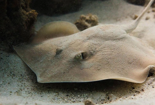 Scaly Whipray | NatureRules1 Wiki | Fandom