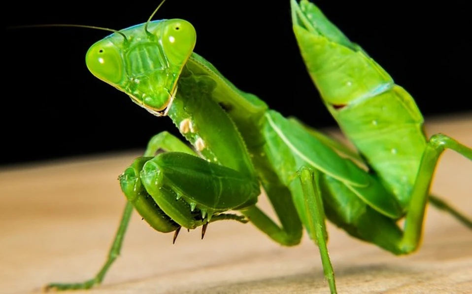 Category:Mantises | NatureRules1 Wiki | Fandom