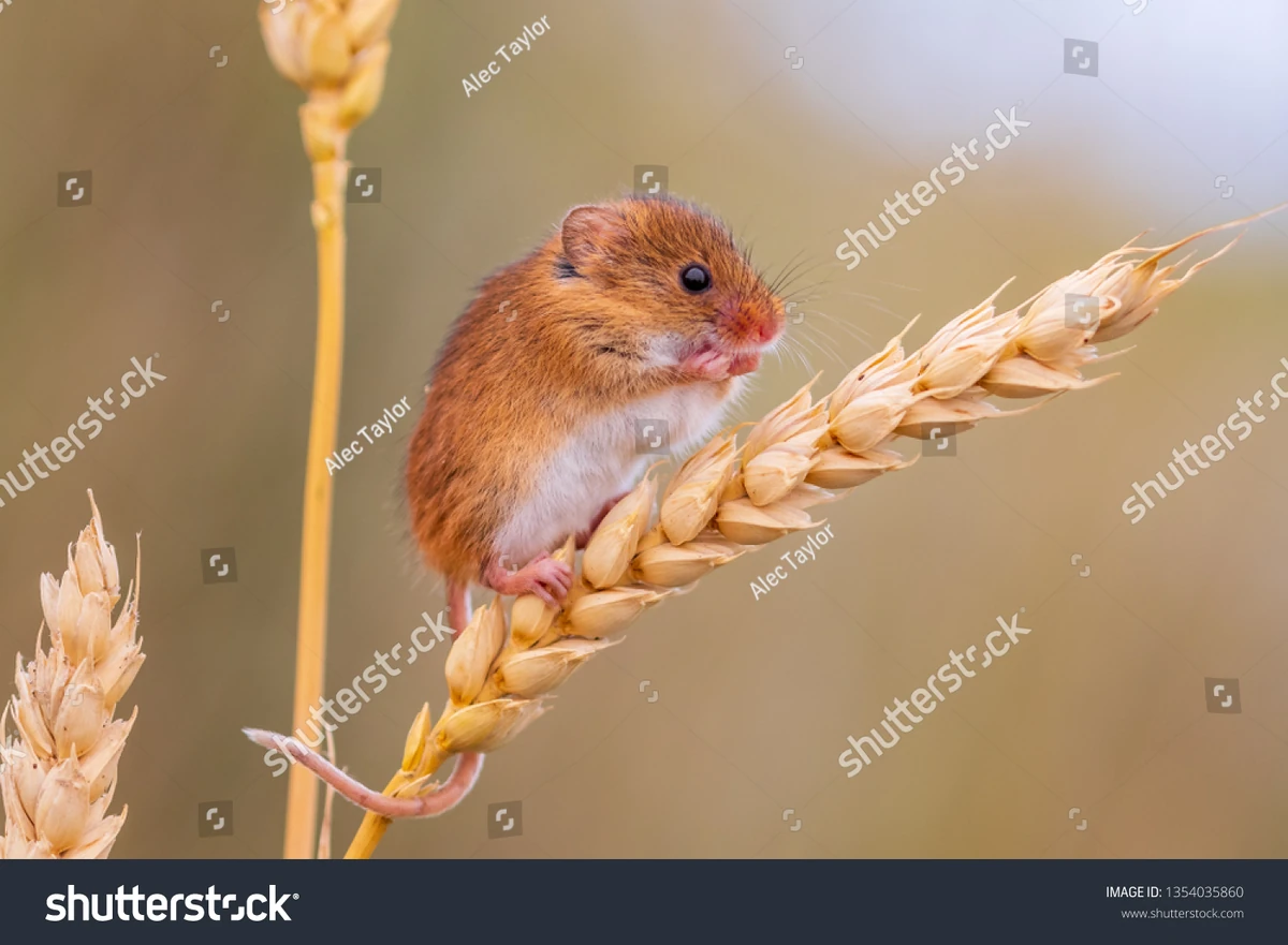 Eurasian Harvest Mouse | NatureRules1 Wiki | Fandom