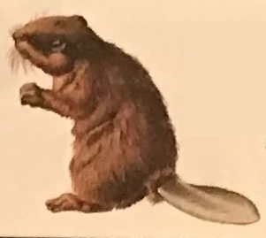 North American Beaver/Books | NatureRules1 Wiki | Fandom
