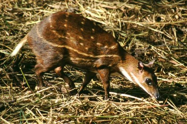 Water Chevrotain | NatureRules1 Wiki | Fandom
