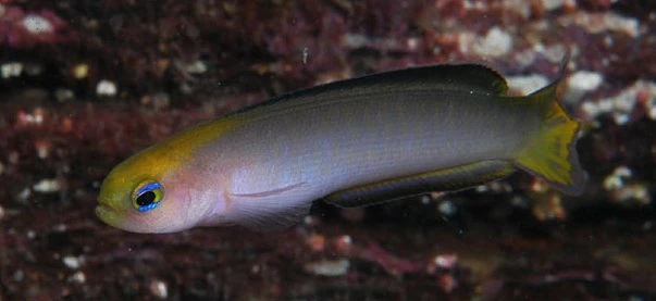 Yellowhead Hulafish | NatureRules1 Wiki | Fandom