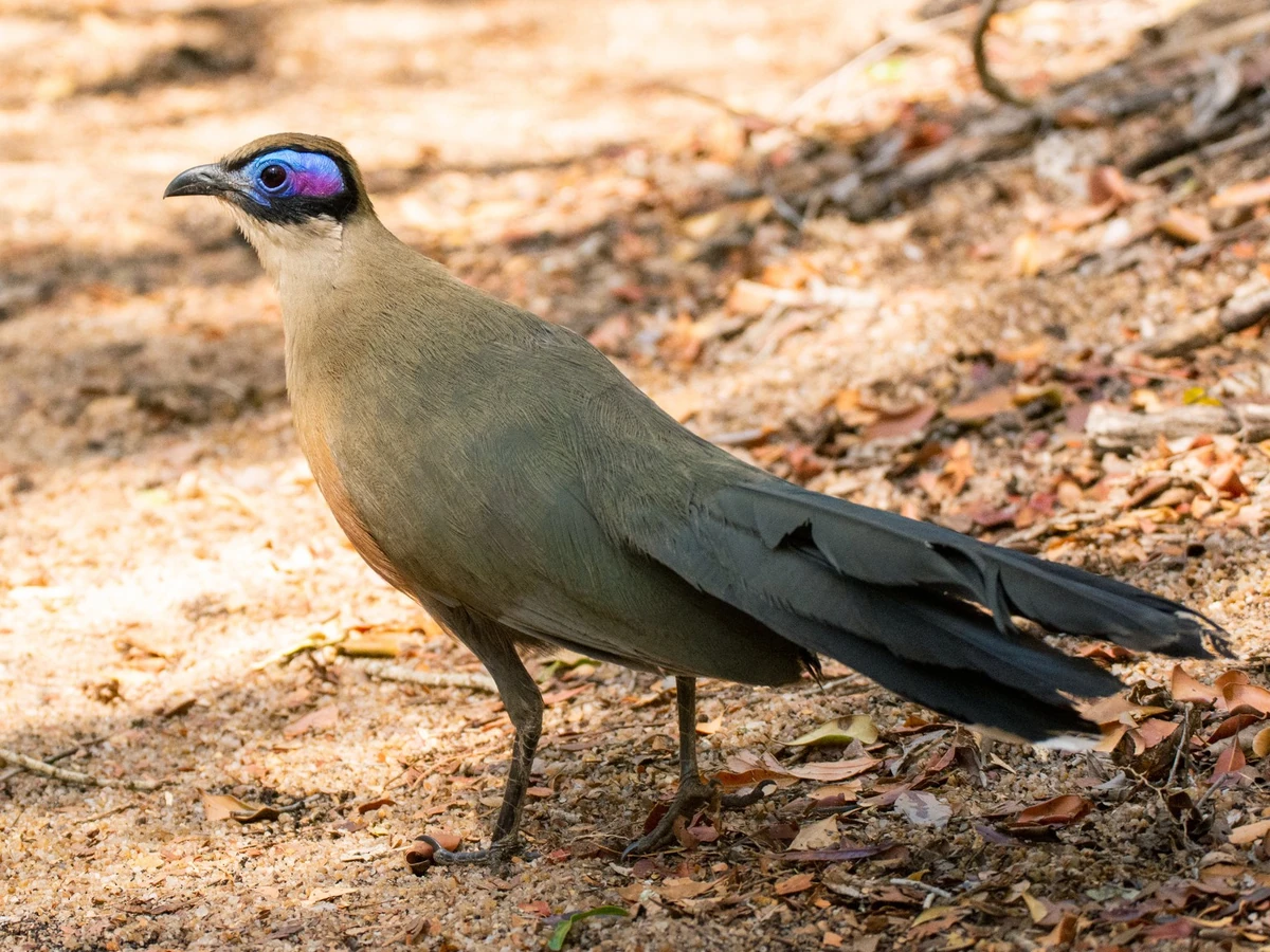 Giant Coua | NatureRules1 Wiki | Fandom