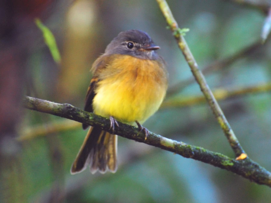 Tawny-chested Flycatcher | NatureRules1 Wiki | Fandom