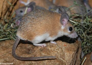 Egyptian Spiny Mouse