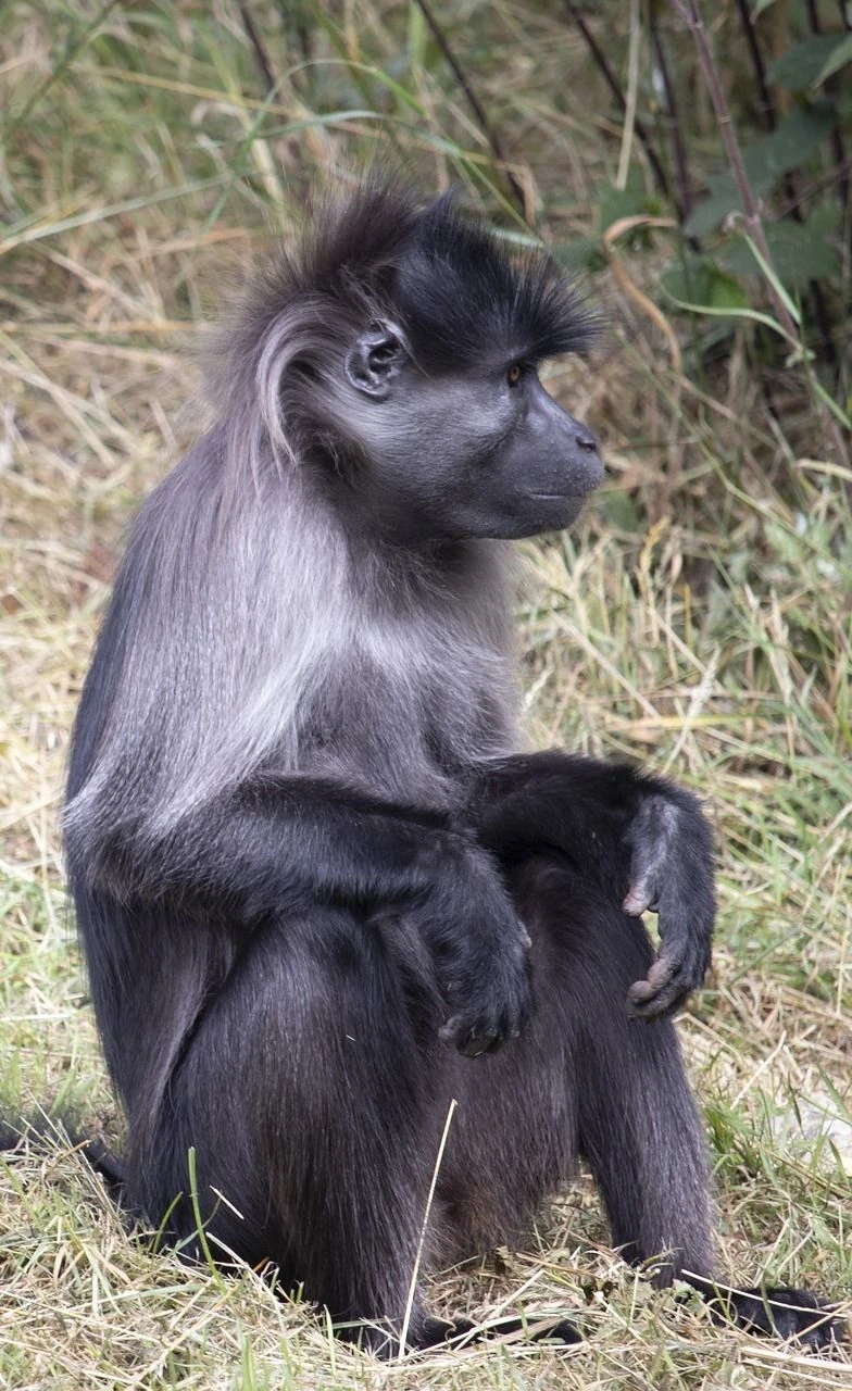 Grey-cheeked Mangabey | NatureRules1 Wiki | Fandom