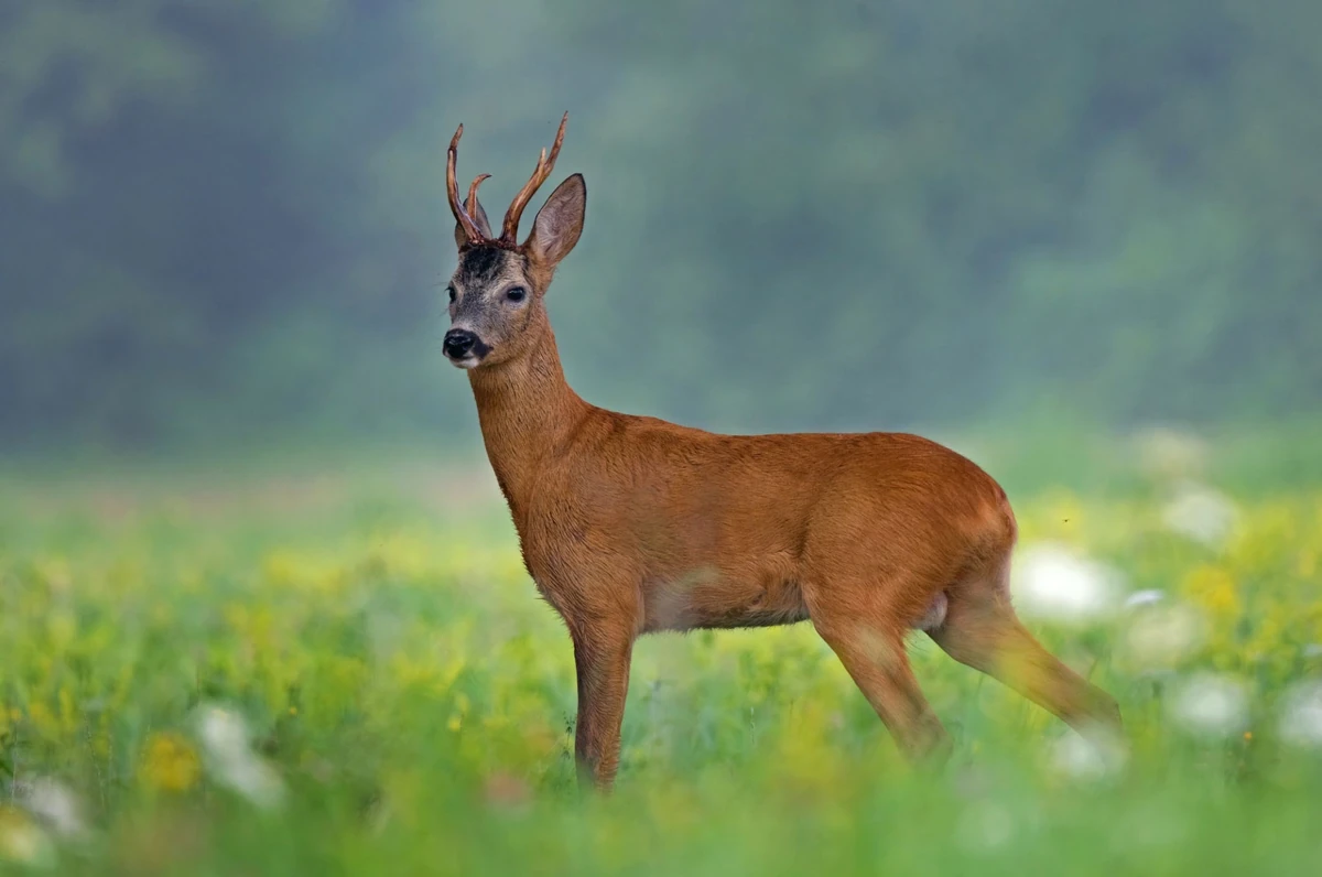 European Roe Deer | NatureRules1 Wiki | Fandom