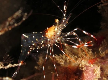 Clear Cleaner Shrimp | NatureRules1 Wiki | Fandom