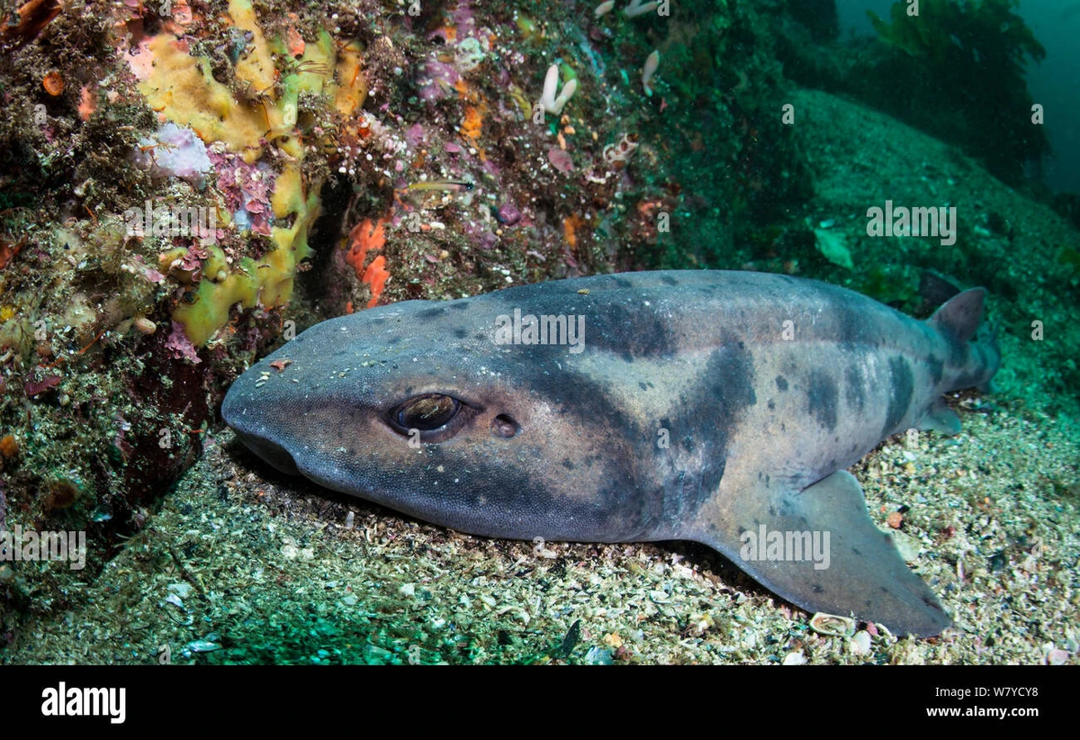 Draughtsboard Shark | NatureRules1 Wiki | Fandom