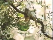 Guianan Squirrel Monkey | NatureRules1 Wiki | Fandom