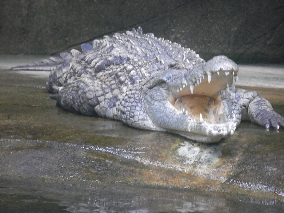 Western Nile Crocodile | NatureRules1 Wiki | Fandom